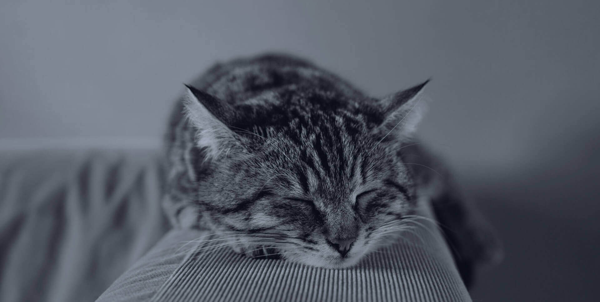 Cat Transport - Reliable Cat Moving Services - Shiply