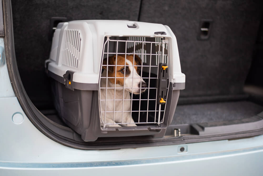 Pet Transport - Domestic & International Pet Shipping - Shiply